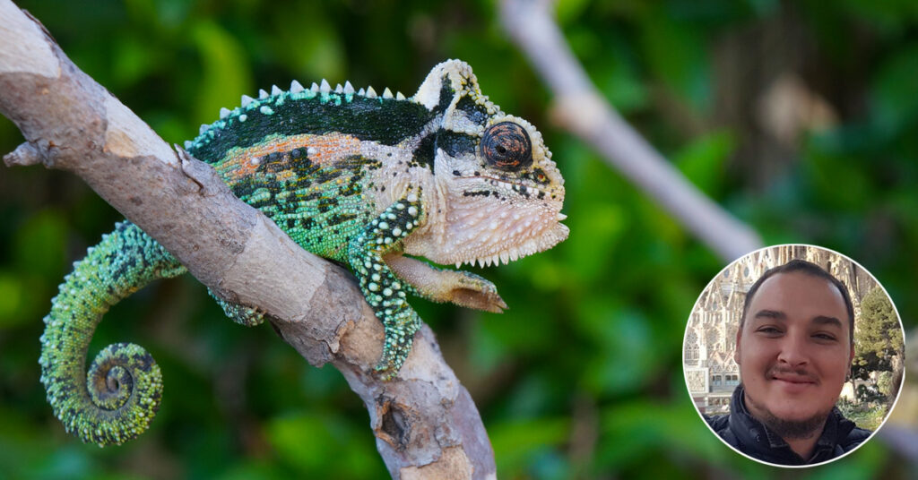 Ep 21: South African Dwarf Chameleons - Chameleon Academy