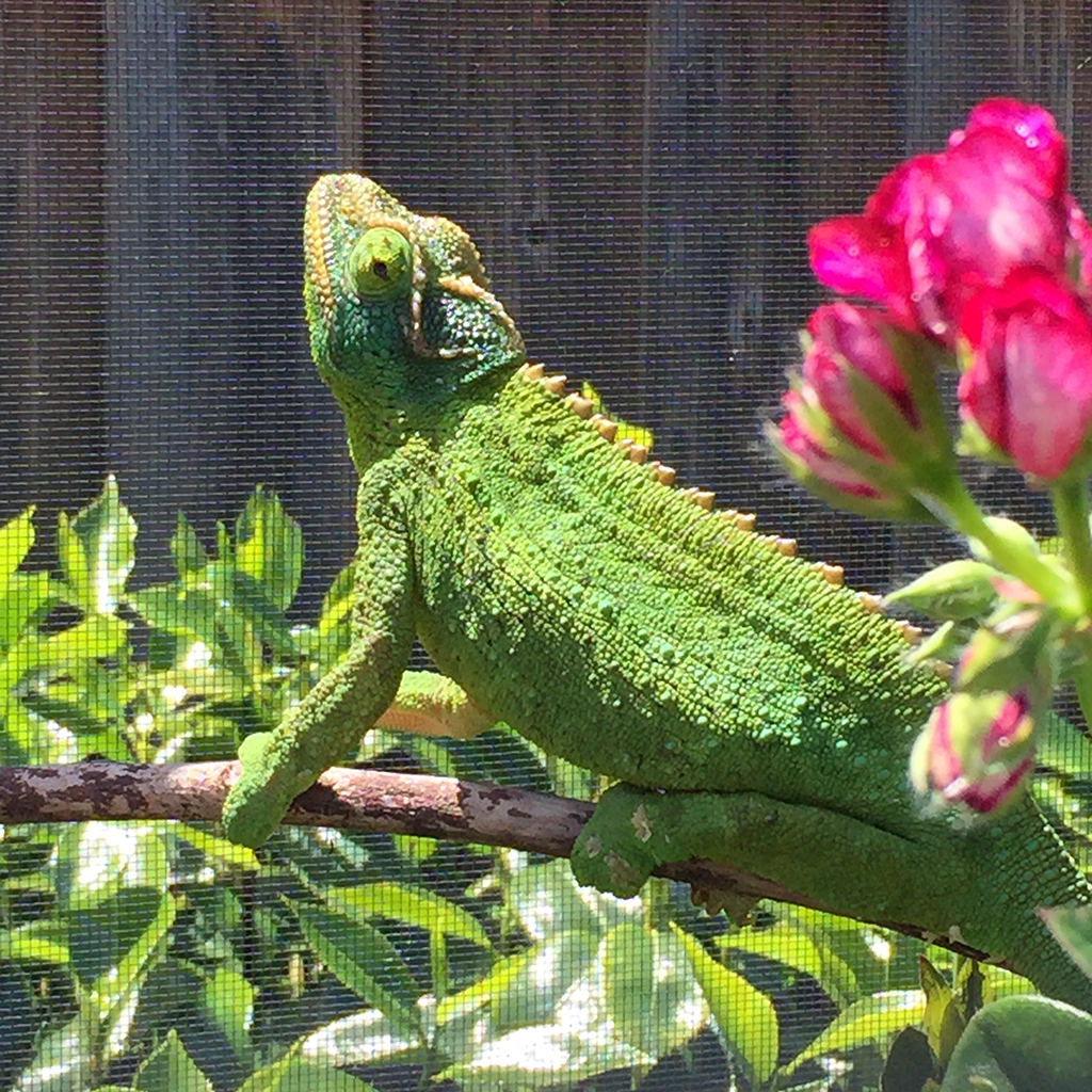 Ep 122: Breeding Parson's Chameleons with Craig Durbin - Chameleon Academy