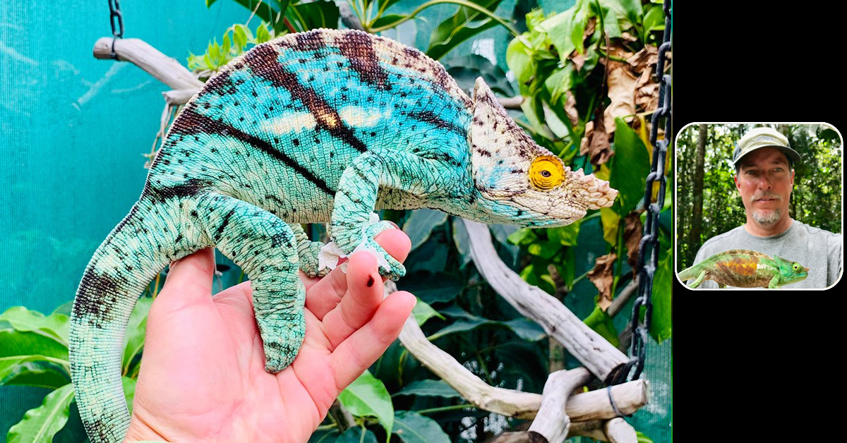 Ep 121: Parson's Chameleon Husbandry with Craig Durbin - Chameleon Academy