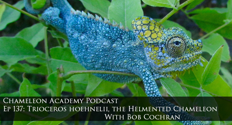 Chameleon Eating Habits - Chameleon Academy