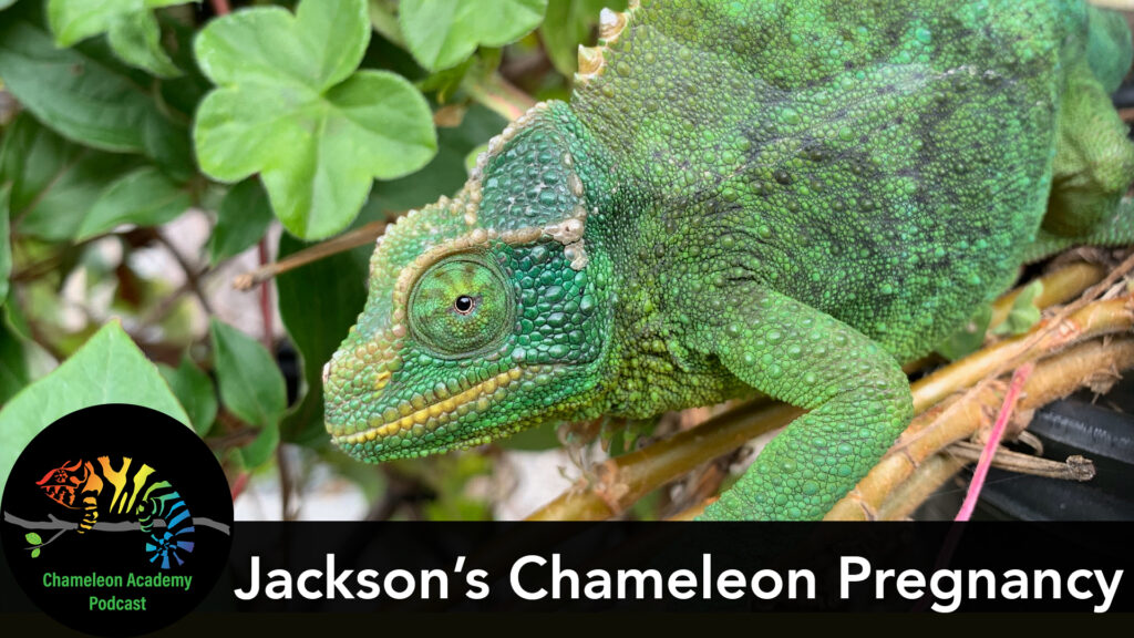 The Jackson's Chameleon Pregnancy - Chameleon Academy