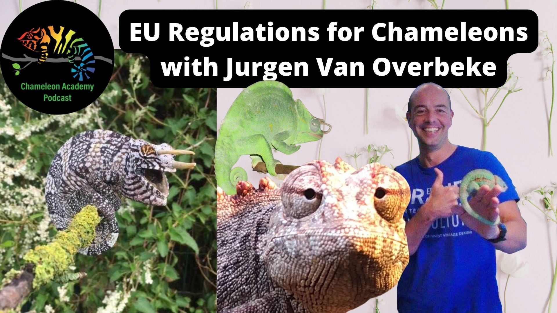 S7 Ep10: Keeping Chameleons in Europe with Jurgen Van Overbeke ...