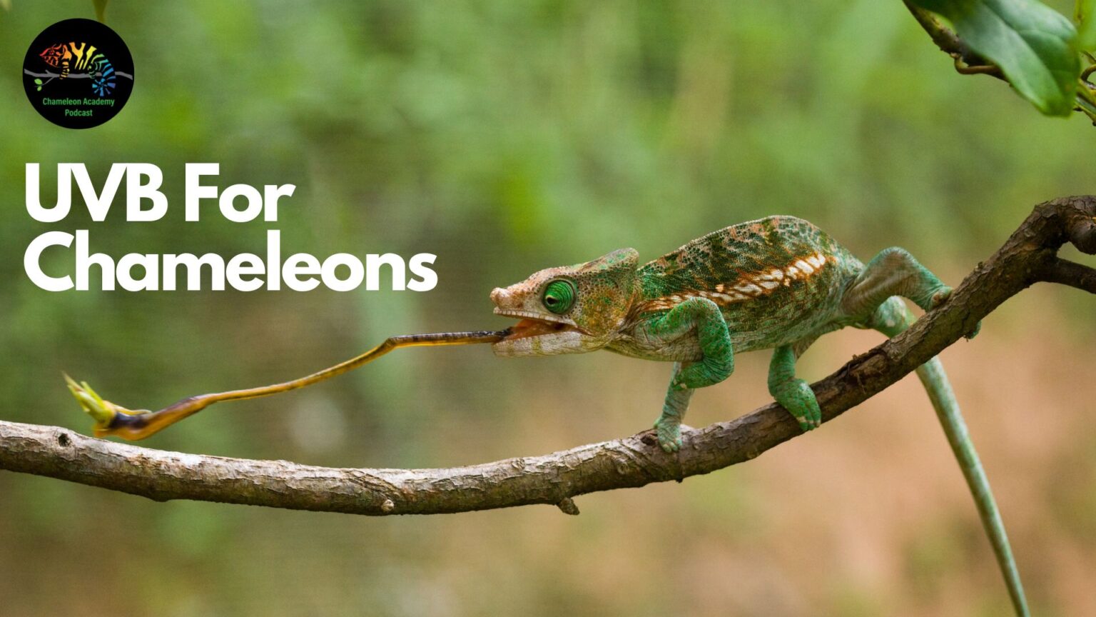 S7 Ep24: UVB for Chameleons – Chameleon Academy
