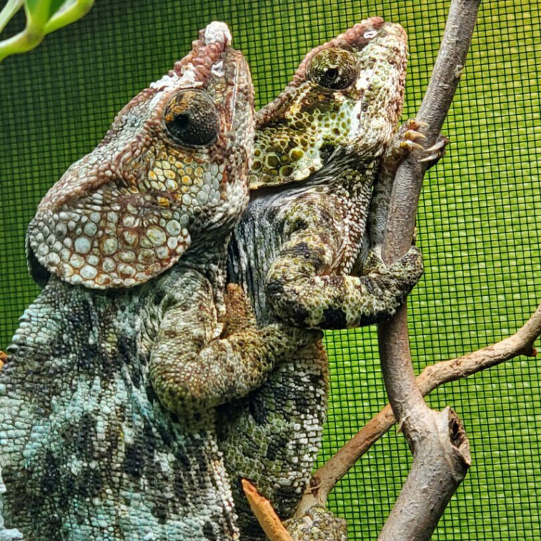 Short-Horned Chameleon (Calumma brevicorne) – Chameleon Academy