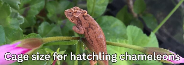 Cage size for hatchling chameleons – Chameleon Academy