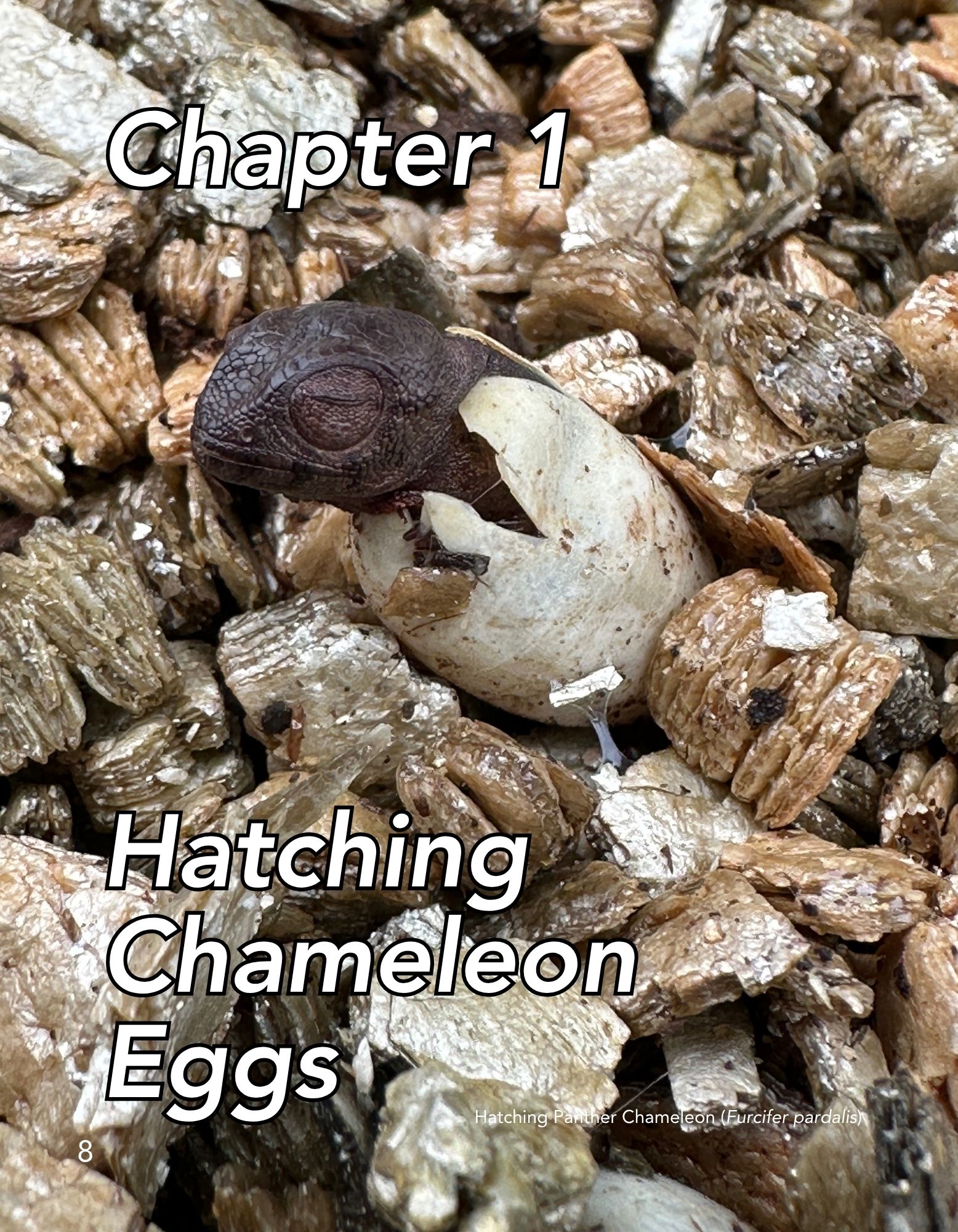Tiny Dragons: The Art of Hatchling Chameleon Care – Chameleon Academy