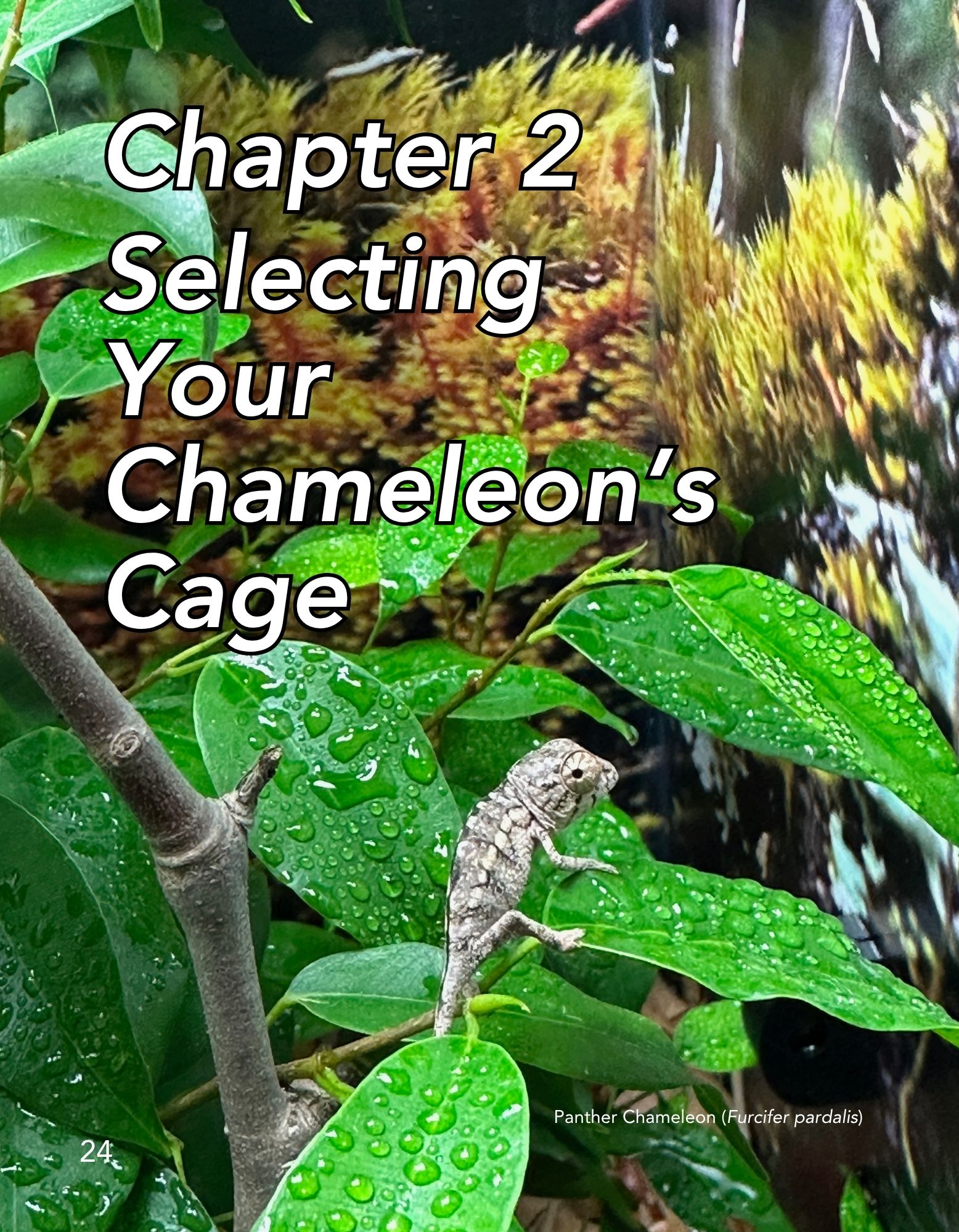 Tiny Dragons: The Art of Hatchling Chameleon Care – Chameleon Academy