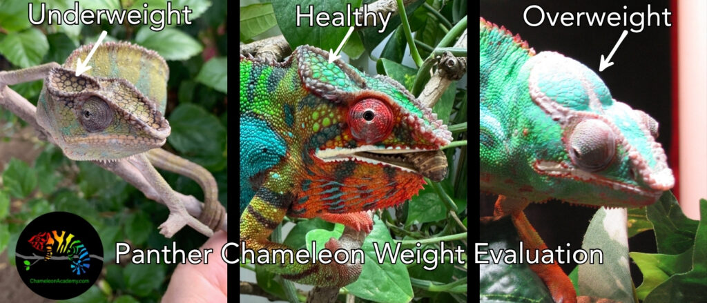 Basics: Feeding Chameleons – Chameleon Academy